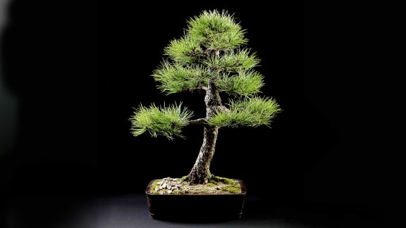 How the art of bonsai made this YouTuber famous | RNZ
