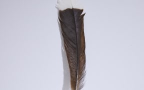 Five rare huia feathers up for auction in Auckland | RNZ News