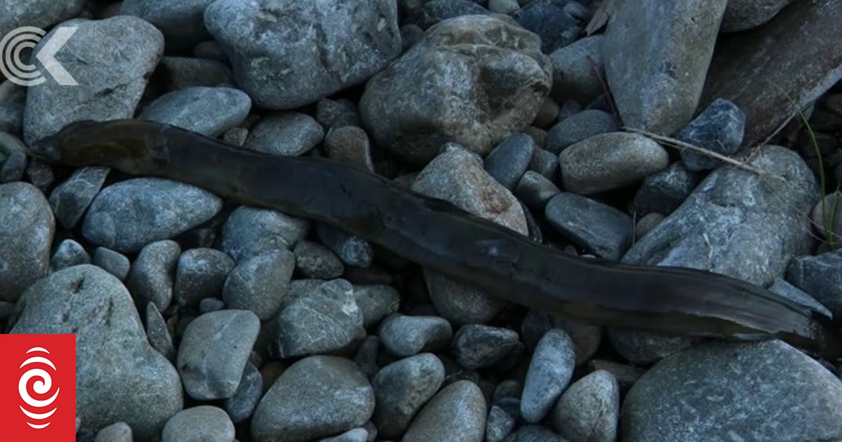 Record breaking temperatures blamed for fish deaths in Kapiti | RNZ