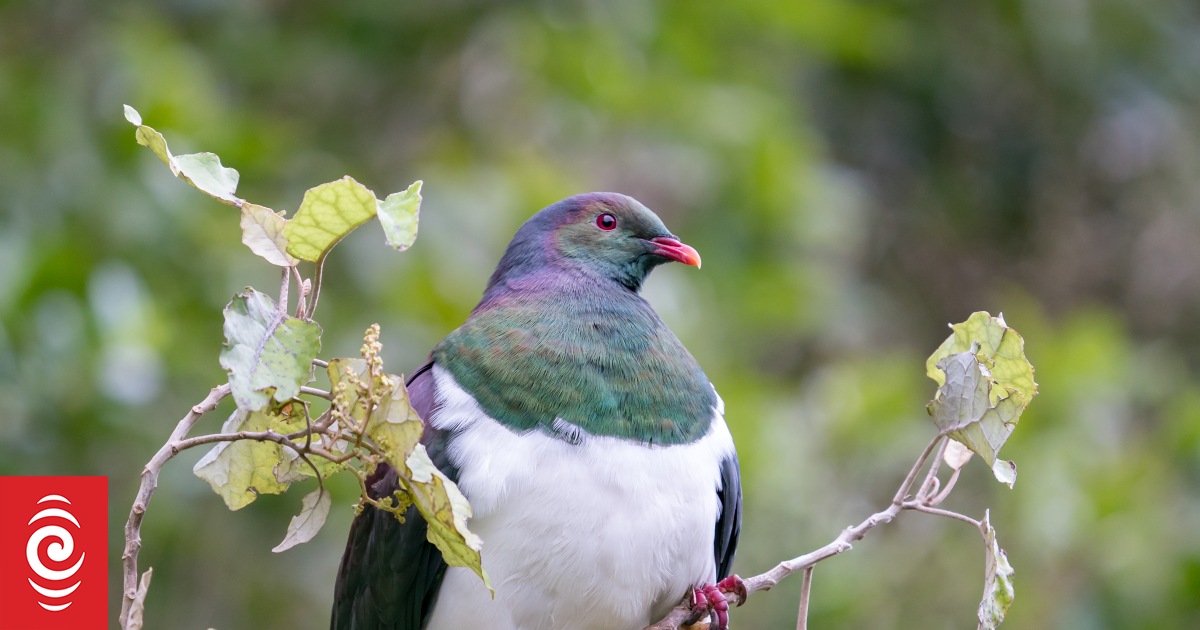 Birdlife, native bush set to benefit from biodiversity programme | RNZ News