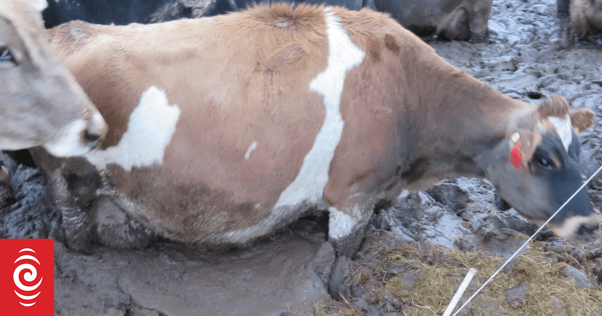Cows grazing in mud over winter 'appalling' - MPI | RNZ News
