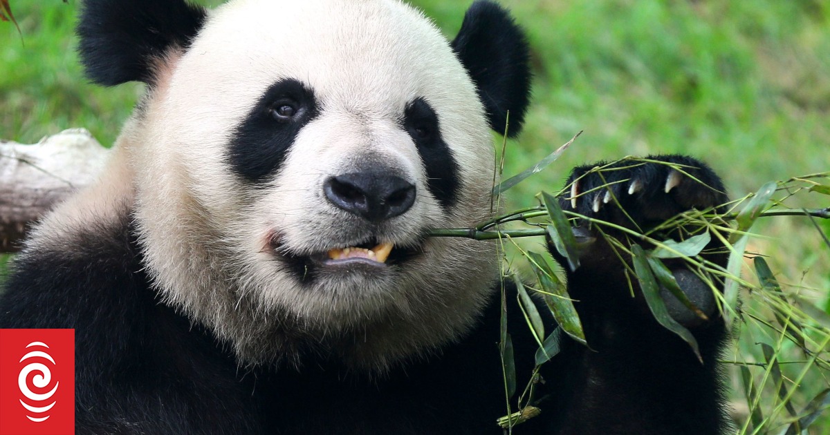 How humans resemble giant pandas | RNZ News