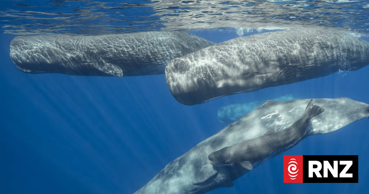 'Moby Dick' whales captured headbutting on video for first time | RNZ News