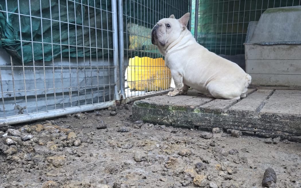 SPCA raises alarm over 'constantly pregnant' breeding dogs | RNZ News
