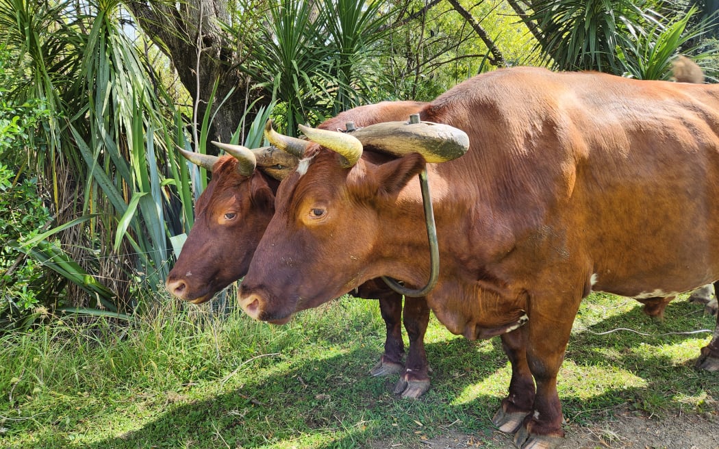 Country Life: Powered by bullocks, a Northland family farms without ...