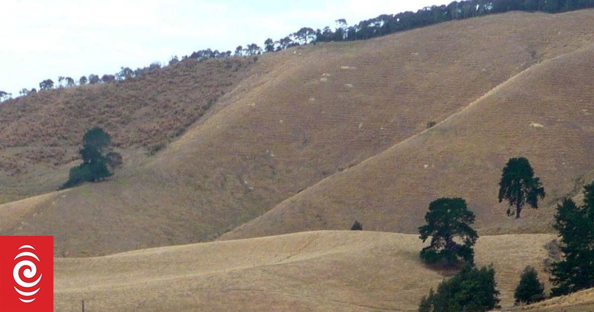 Dry weather hits Waikato farms | RNZ News
