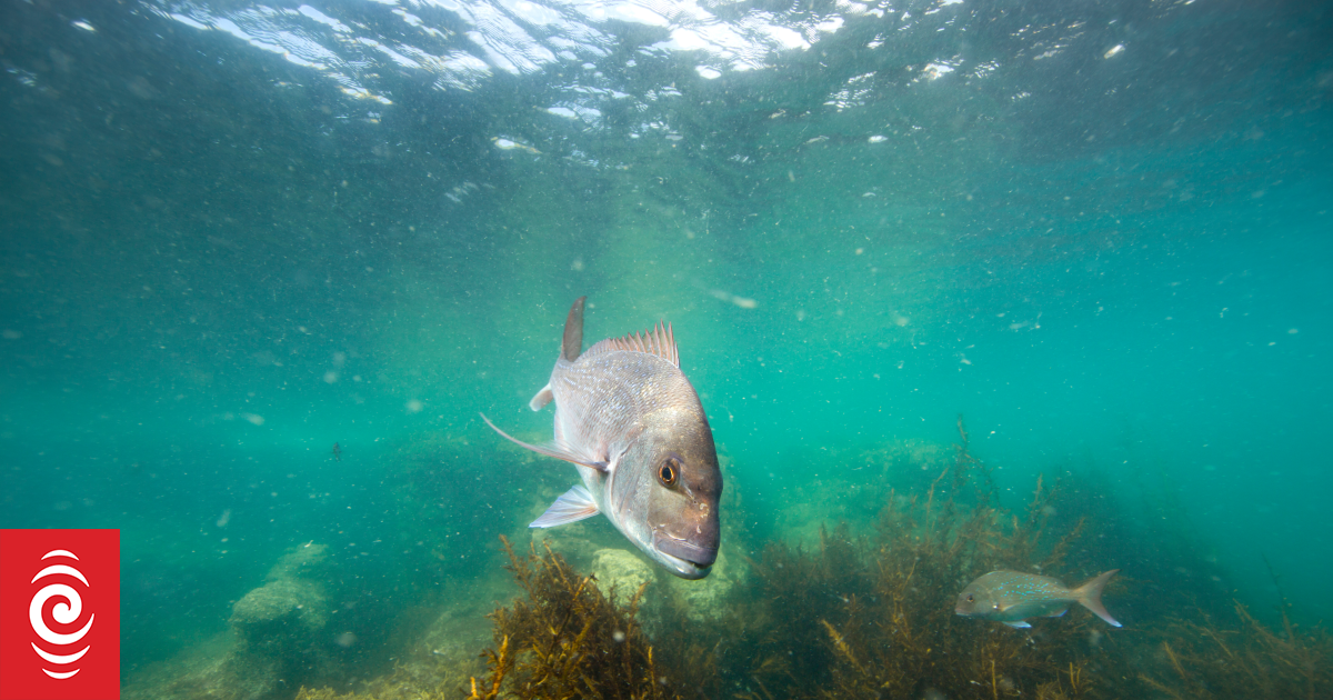 New Zealand's first marine reserve celebrates 50 years | RNZ