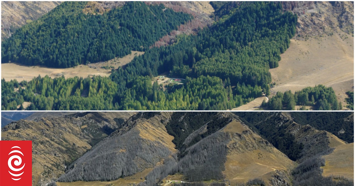 Concerns the battle against wilding conifer pines is being lost, amid ...