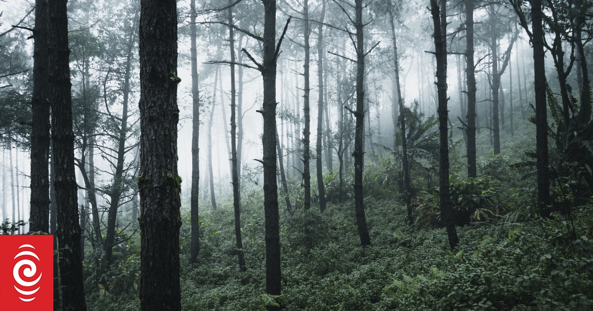 Mystery surrounds US woman found starving and chained to tree in India ...