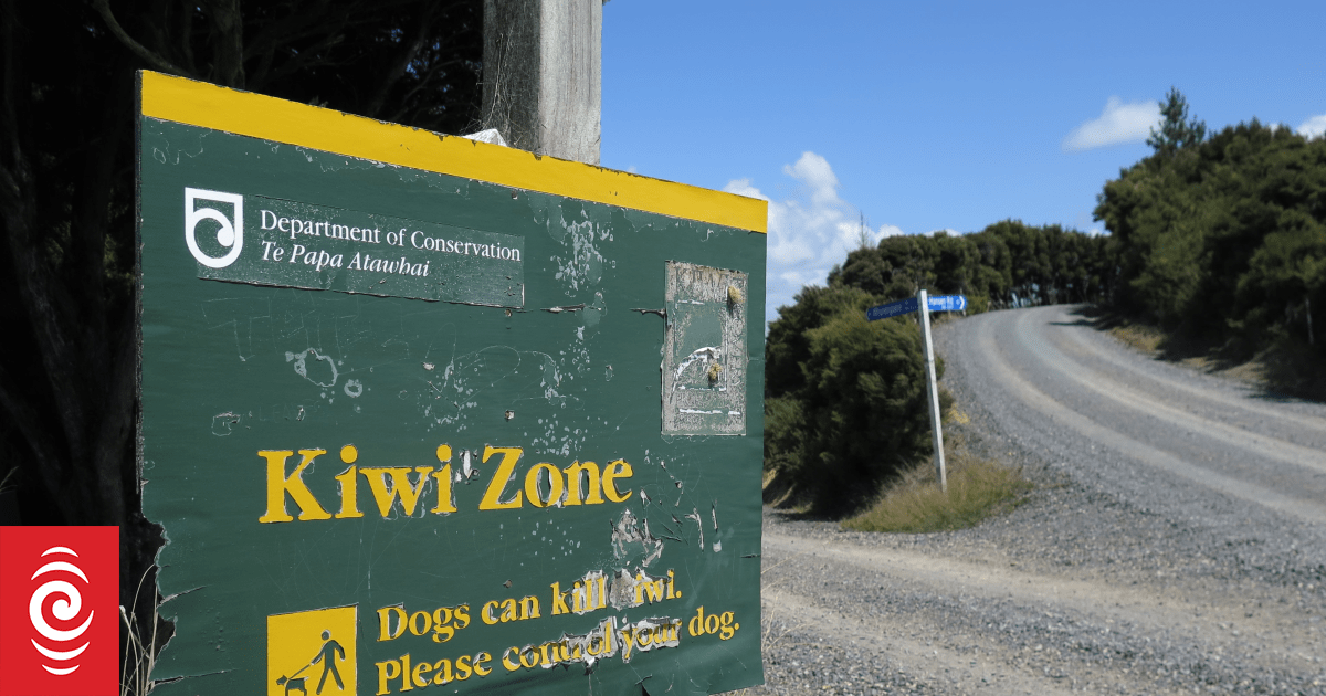DOC calls out dog owners after spate of kiwi killings in Bay of Island ...