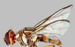 Fruit fly incursion: Biosecurity NZ making good progress after ...