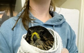 Kea conservationists appeal to local government for help to save native ...