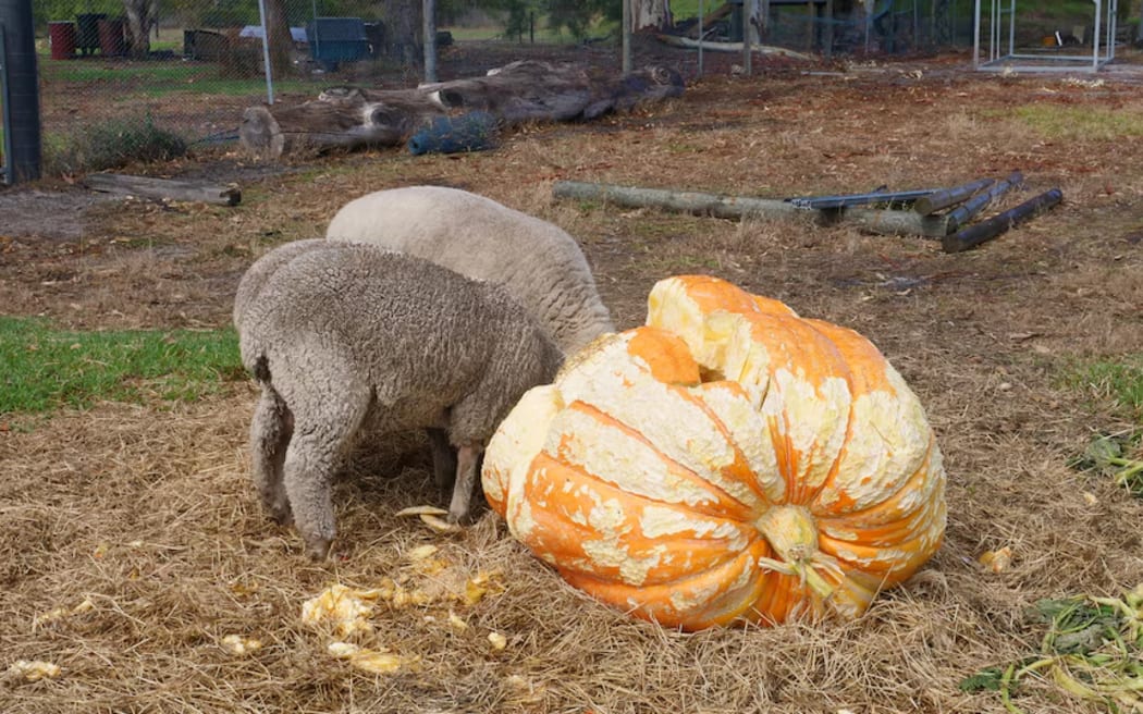 Western Australia's state record for heaviest pumpkin smashed with ...