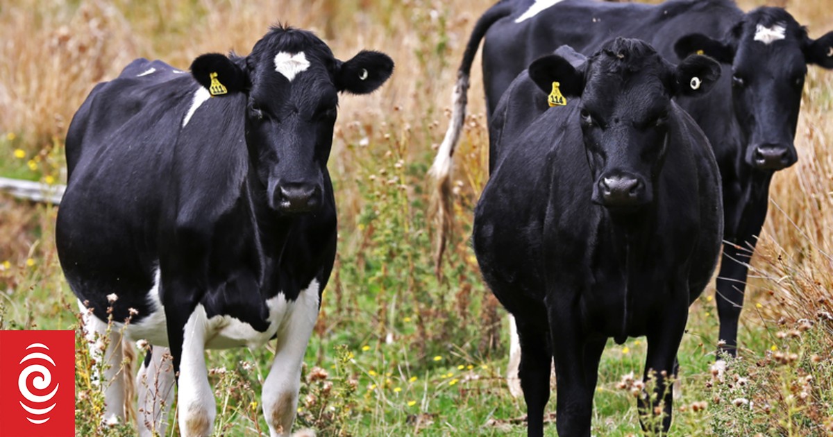 LIC profit surges to $30.6m as NZ farmers invest in herd genetics | RNZ ...