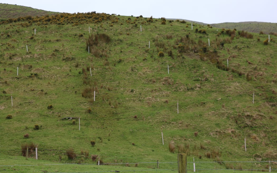 A year on the farm: Lambing is in full swing on the Bird's hill block | RNZ