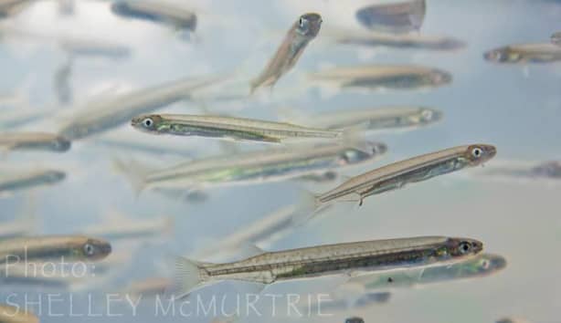 Call for urgent action to stem declining whitebait numbers | RNZ