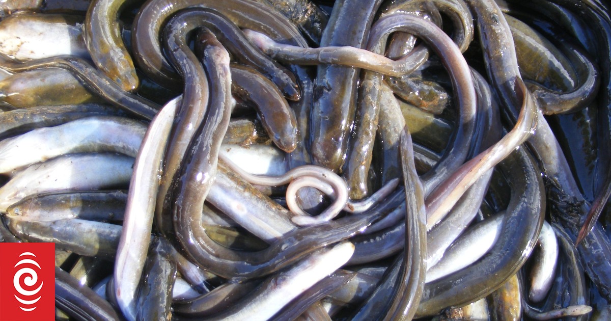 Dead eels, fish found in Waikato creeks | RNZ News