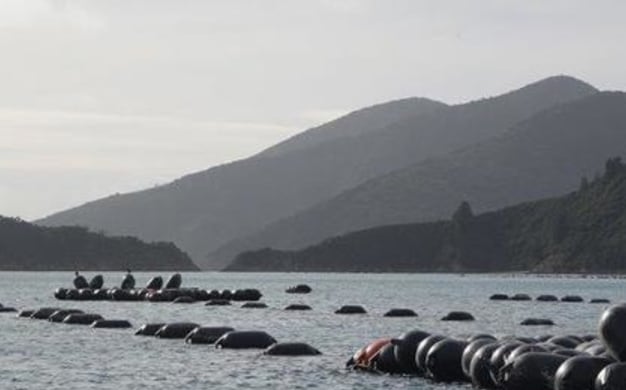 Mussel farming In Marlborough | RNZ