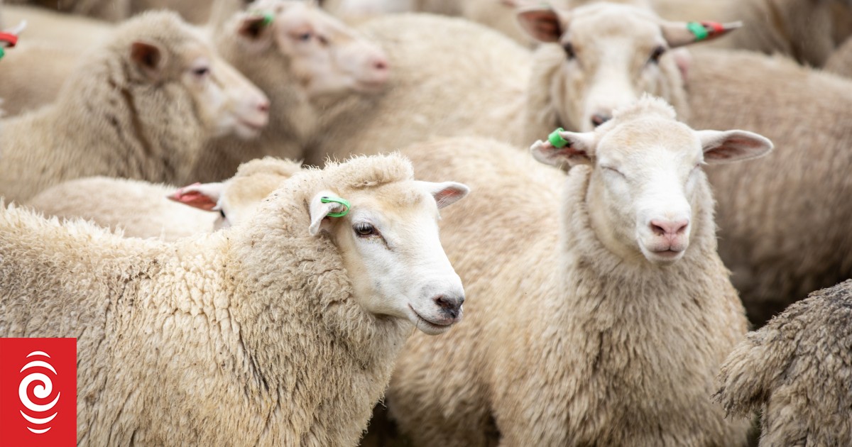 New Zealand's iconic sheep-to-person ratio keeps falling | RNZ News