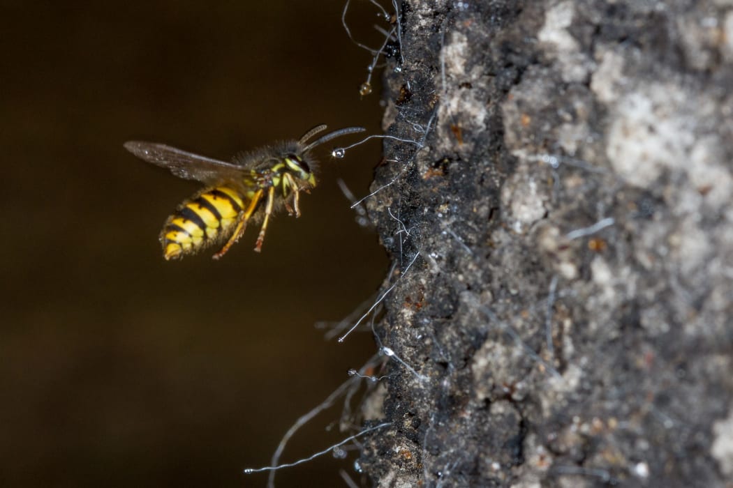 More trees mean fewer wasps - study | RNZ News