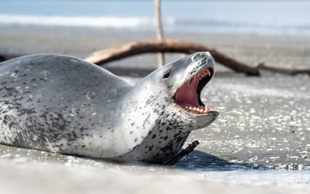 Leopard seal on beach at Petone draws onlookers | RNZ