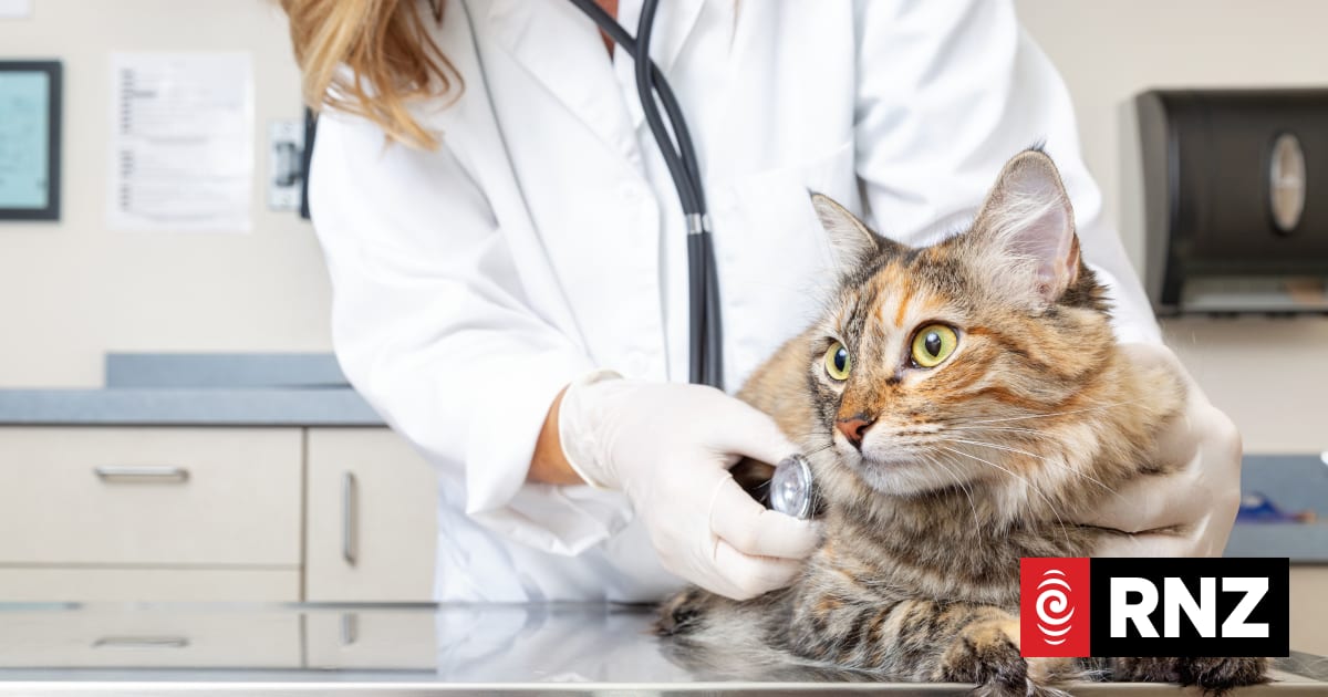 Veterinary Council urges pet owners to be prepared for possible holiday ...