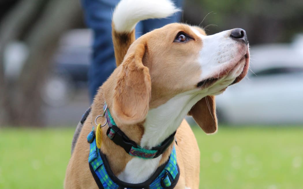 Barking good time at the Auckland Beagle Club | RNZ News