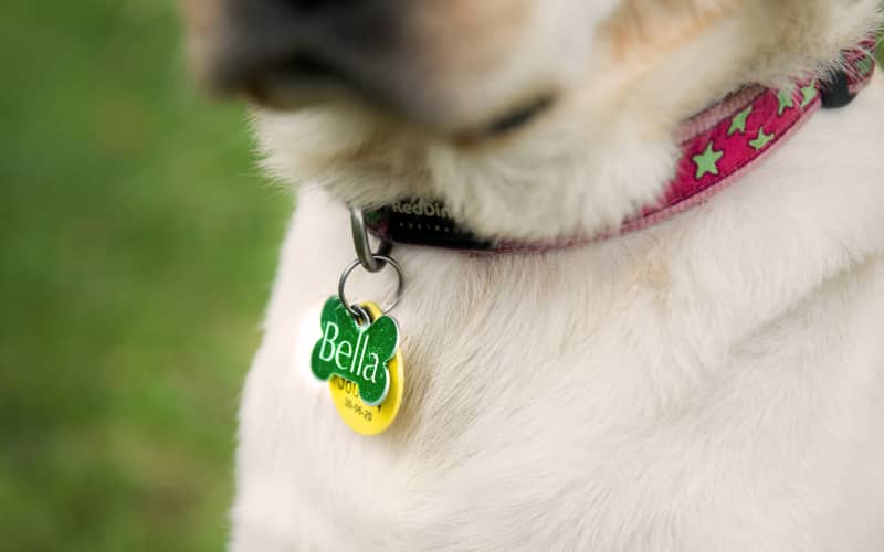 How much do dog owners pay for registration around NZ? | RNZ
