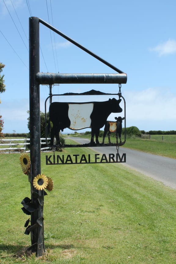 Striped dairy cows – a rare breed | RNZ