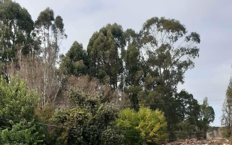 New Zealand Response Teams taking part in earthquake simulation | RNZ