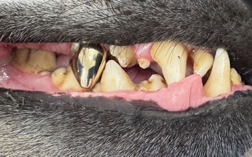Hyena at South Australian safari park gets gold-coloured crown in ...