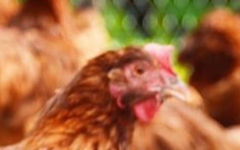 Tegel suspends plans to build mega chicken farm | RNZ News