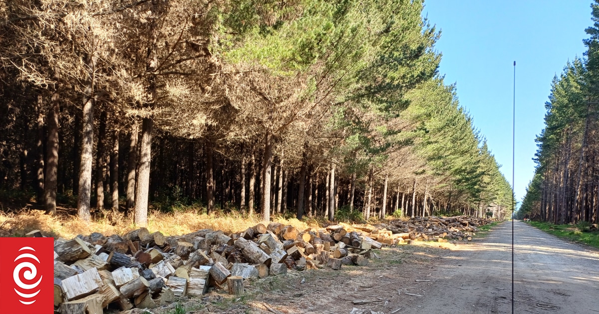 Free forestry wood for those who need it | RNZ