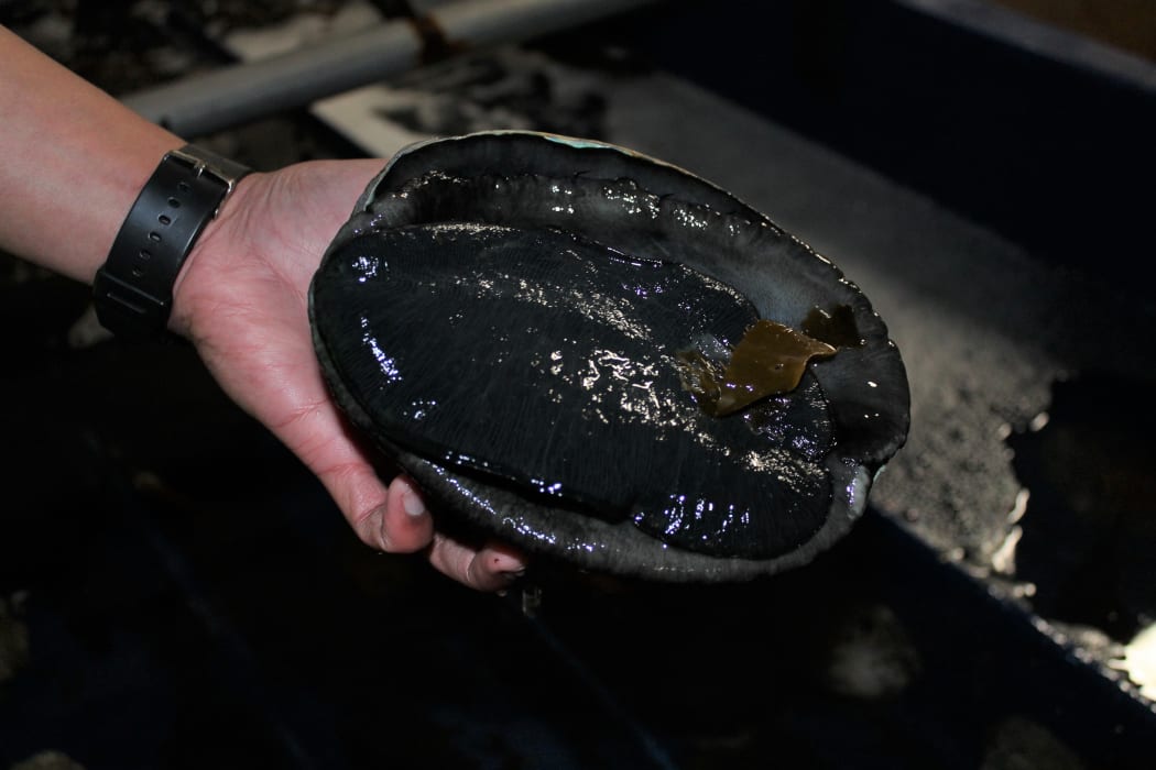 Farming Pāua - the black pearl of the ocean | RNZ
