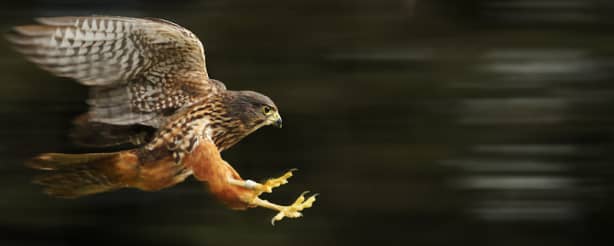 Claws out: Farmers, foresters split over country's finest bird | RNZ