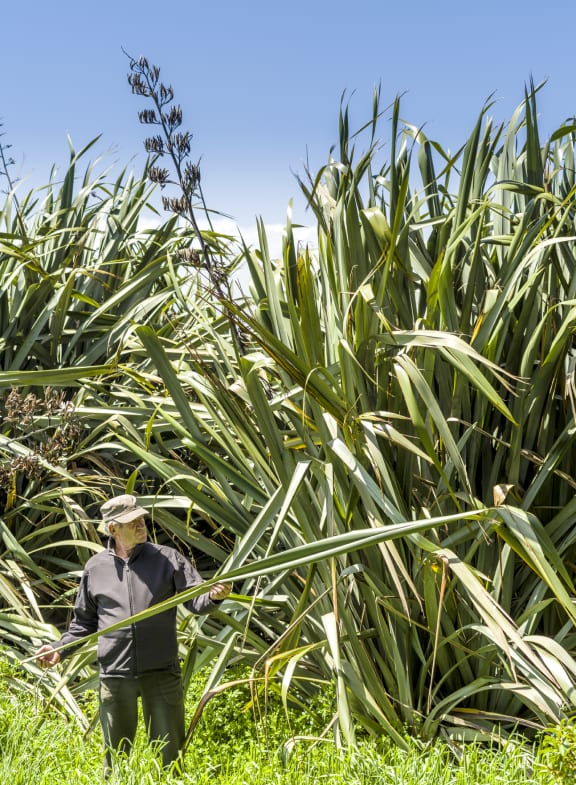 Kevin Prime | A Gallery from Nine To Noon | RNZ National