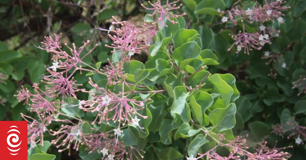 2000 new plant discoveries in past year | RNZ News