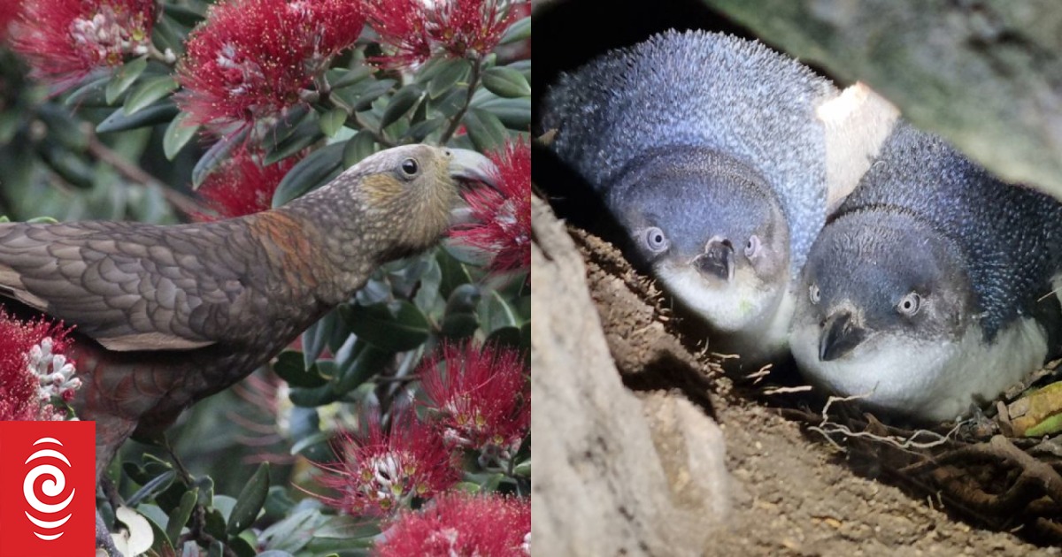 Stocktake reveals how many bird species make Auckland their home | RNZ News