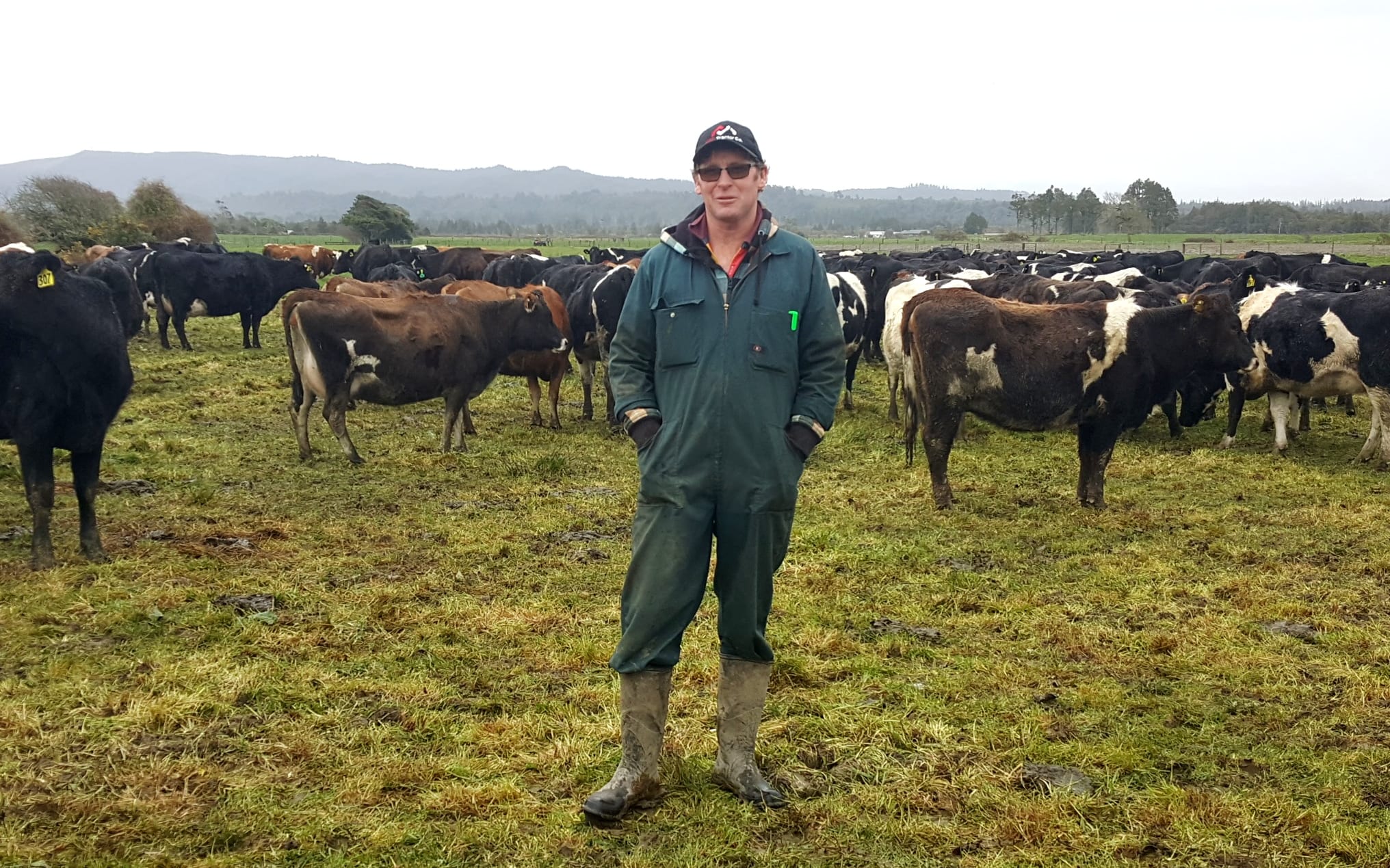 Rearing to go: the West Coast dairy farm in full swing | RNZ