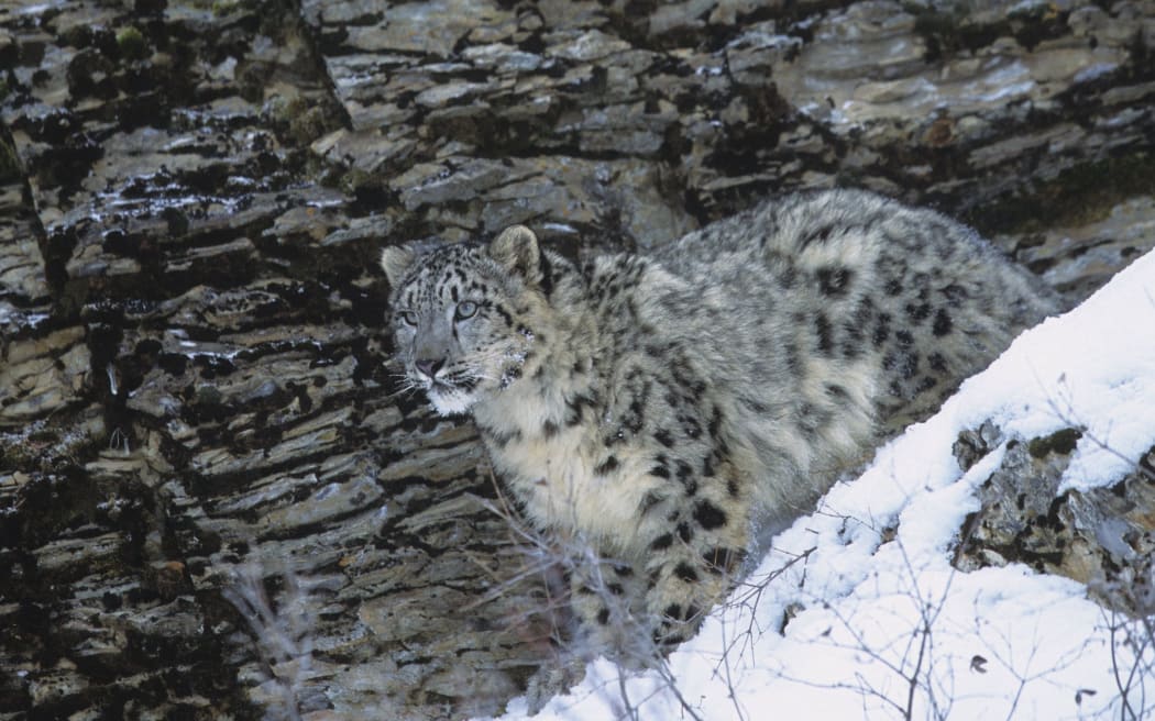 Snow leopards killed 'in revenge', traded online - report | RNZ News