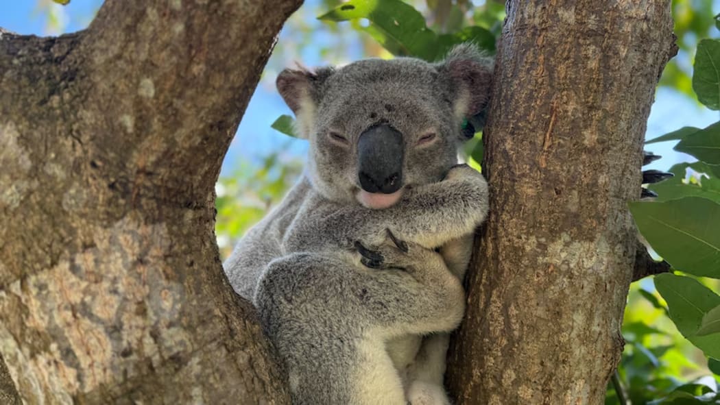 koala bite chlamydia