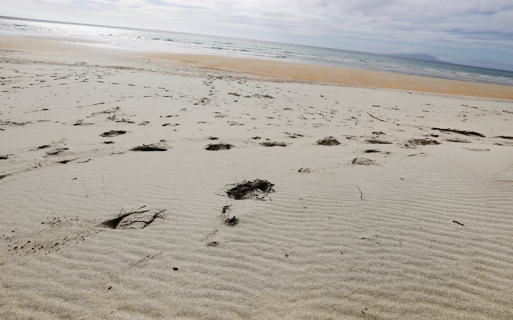 Pakiri sandmining protesters gear up for fresh fight with McCallum Bros ...