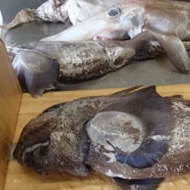 Spookfish and Other Deep Sea Sharks | RNZ