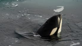 Orca in Antarctica | A Gallery from Nine To Noon | RNZ National