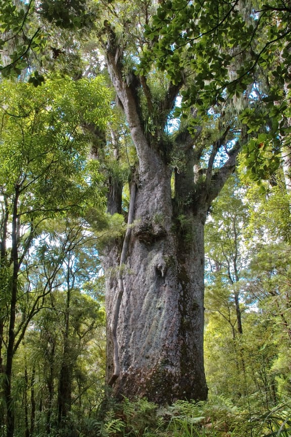 Decades photographing NZ native trees | RNZ