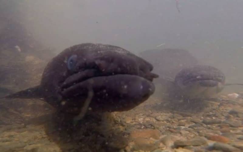 Uncovering the mysteries behind eel migration and spawning | RNZ