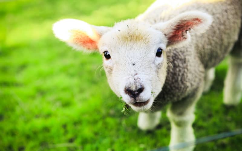 Dogs' owner fined after 14 sheep killed | RNZ