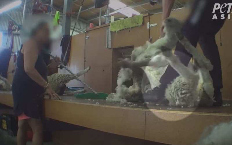 Shearing shed sheep cruelty footage 'very concerning' - MPI | RNZ