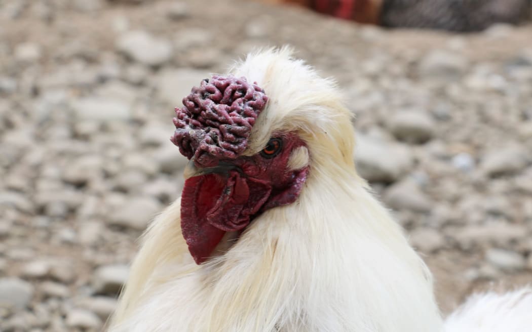 Chook rescuers seek happy homes for hens | RNZ