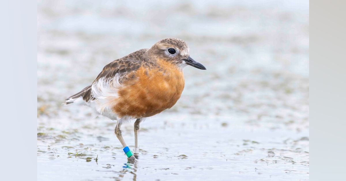 Afternoons for Wednesday 27 September 2023 Afternoons | RNZ